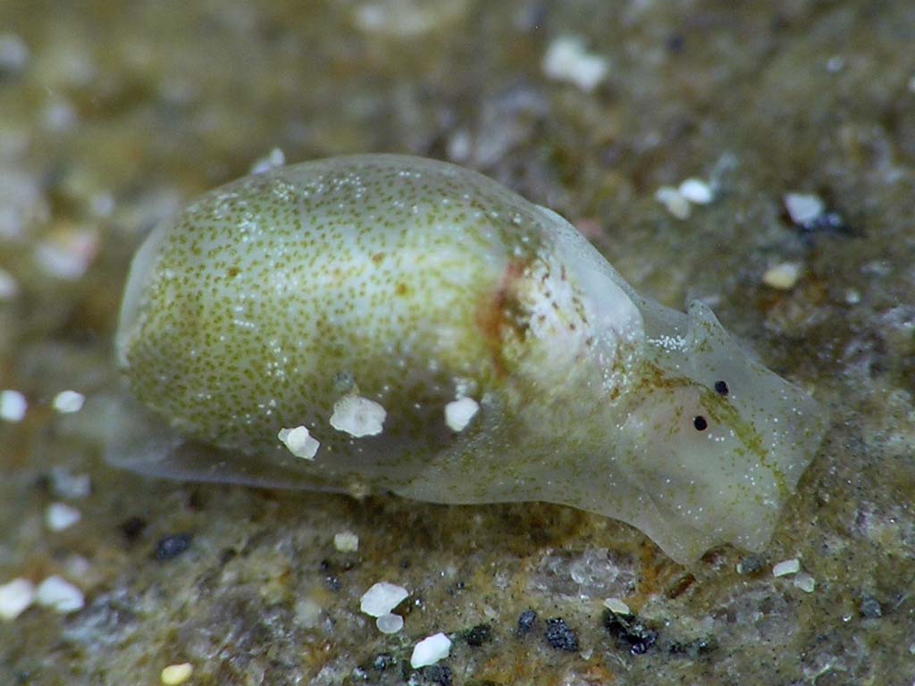 Sea Slug from Japan --- Diniatys dentifer