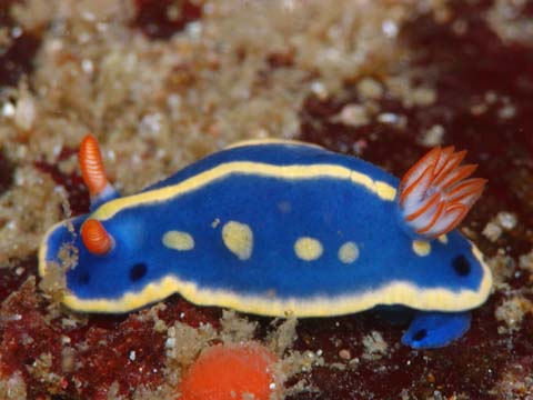 Sea Slug from Japan --- Hypselodoris festiva