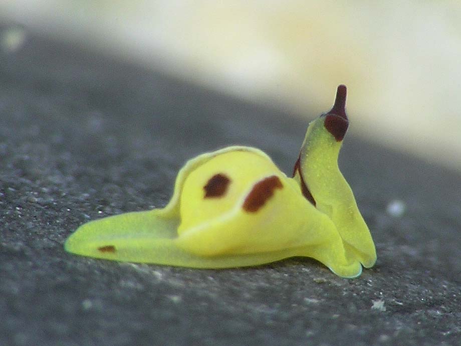 Sea Slug from Japan --- Siphopteron flavum