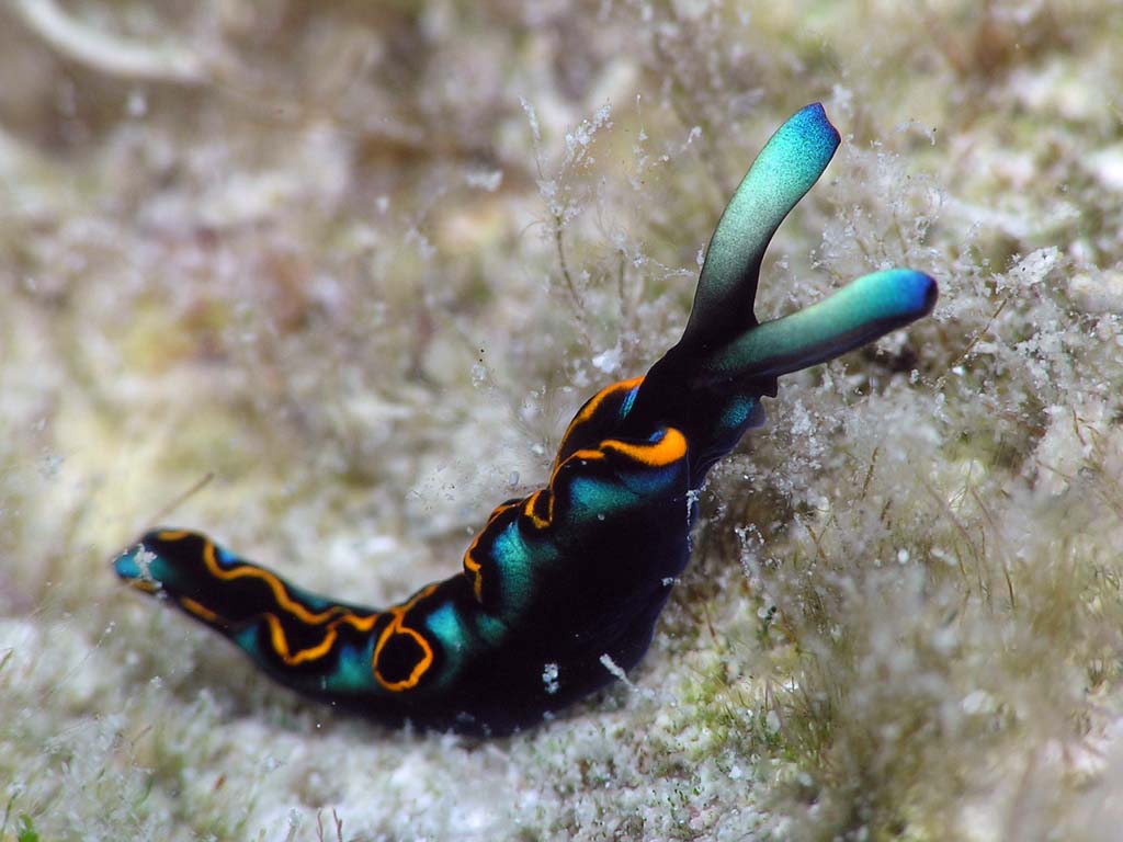 Sea Slug from Japan --- Thuridilla hoffae