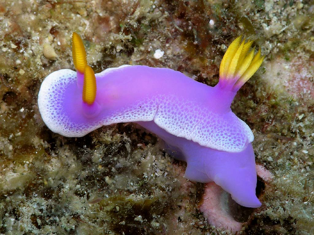 Sea Slug from Japan --- Hypselodoris apolegma