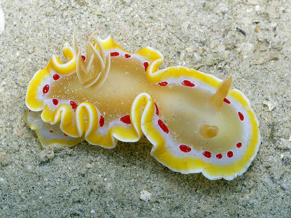 Sea Slug from Japan --- Glossodoris cruenta