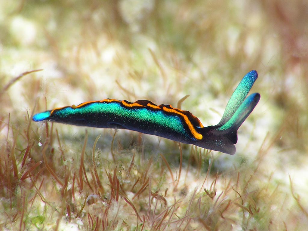 Sea Slug from Japan --- Thuridilla hoffae