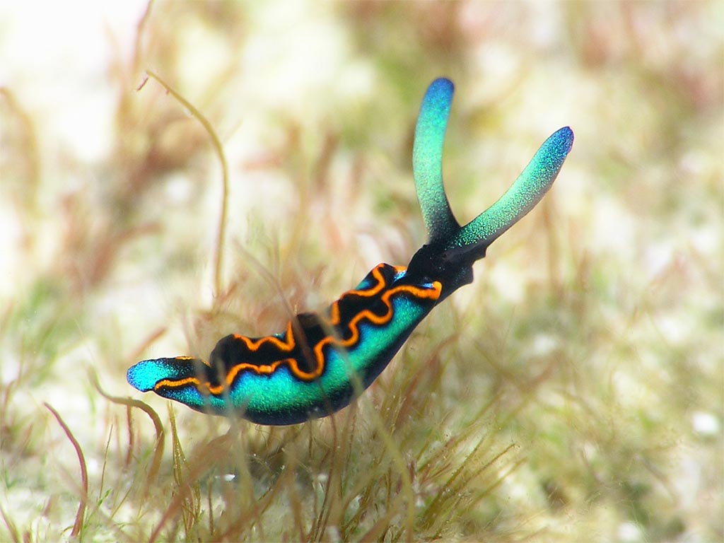 Sea Slug from Japan --- Thuridilla hoffae