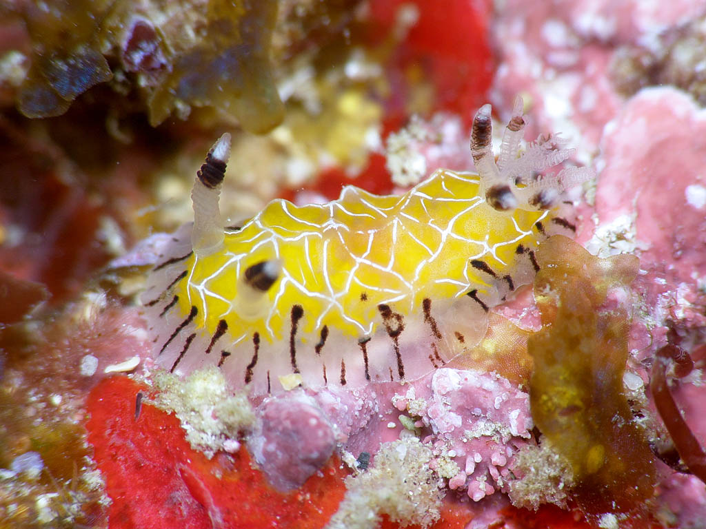 Sea Slug from Japan --- Halgerda albocristata